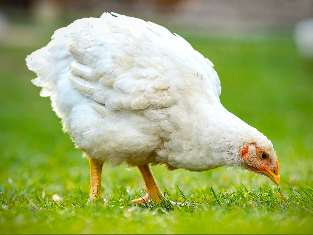 Students Seek ‘Servant Hearts’ at Christmas | Christian Reformed Church