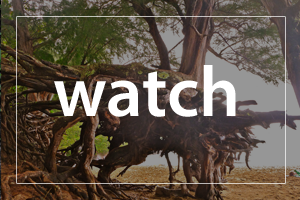 Taking Root | Christian Reformed Church